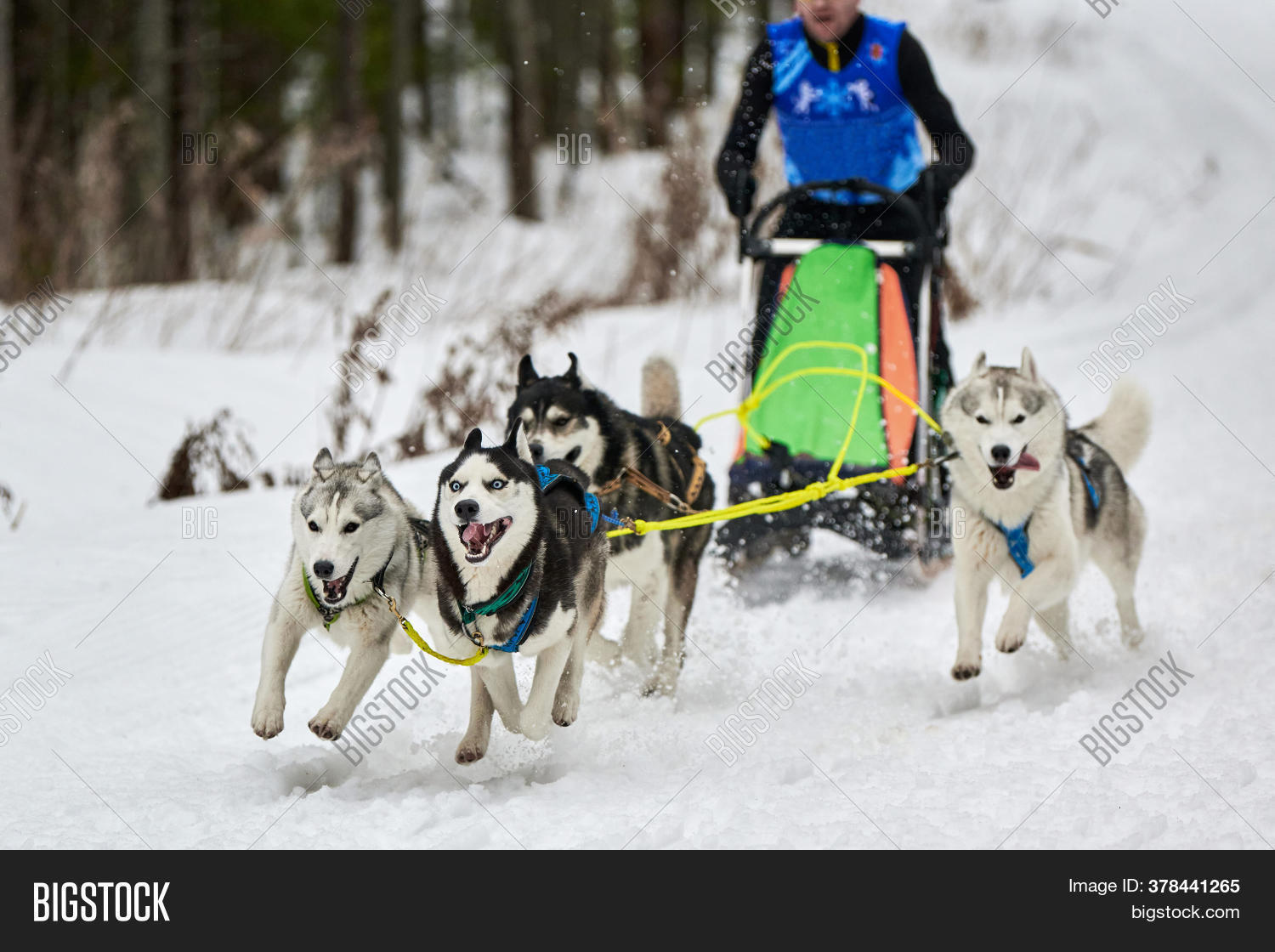 Husky Sled Dog Racing Image & Photo (Free Trial) | Bigstock