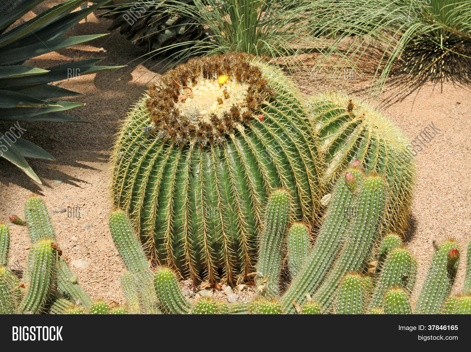Close- Prickly Cactus Image & Photo (Free Trial) | Bigstock