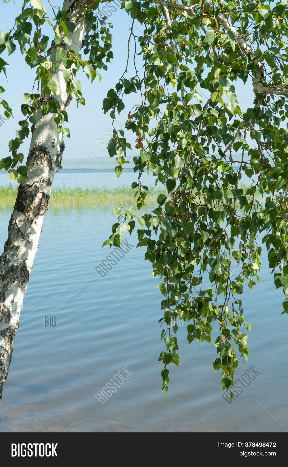 Beautiful Birch Tree Image & Photo (Free Trial) | Bigstock