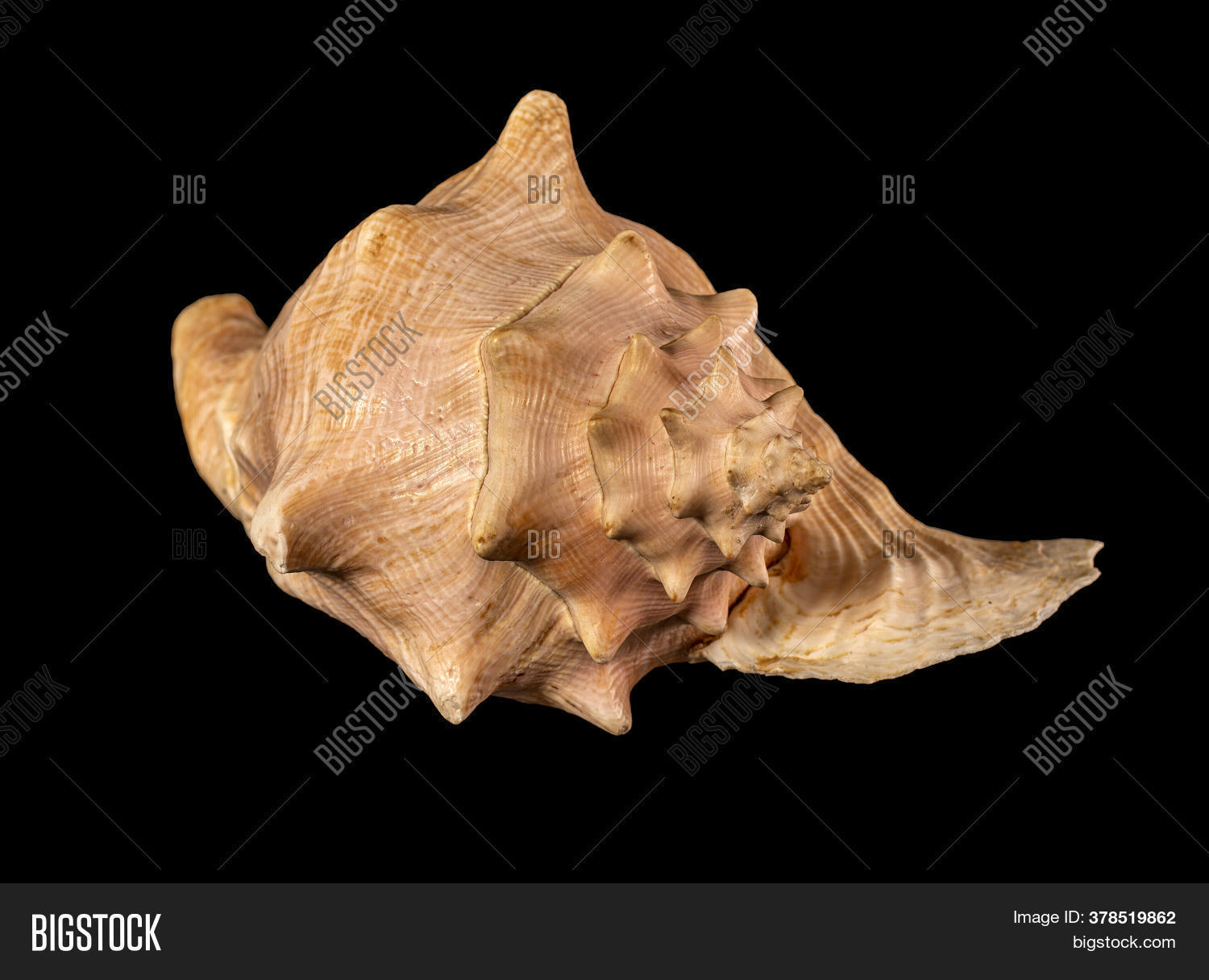 Sea Shell Isolated. Image & Photo (Free Trial) | Bigstock