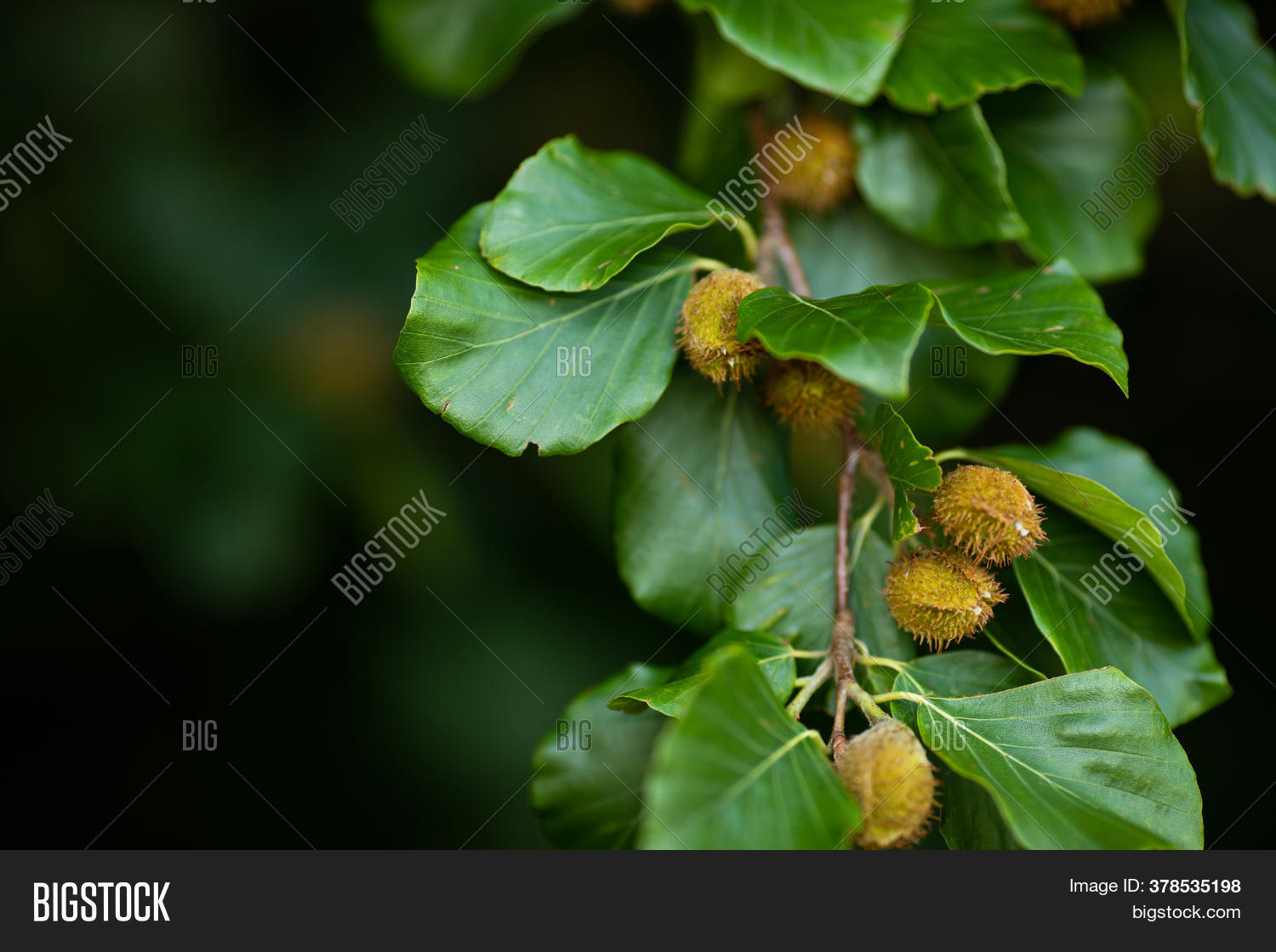 Beech Branches Beech Image & Photo (Free Trial) | Bigstock