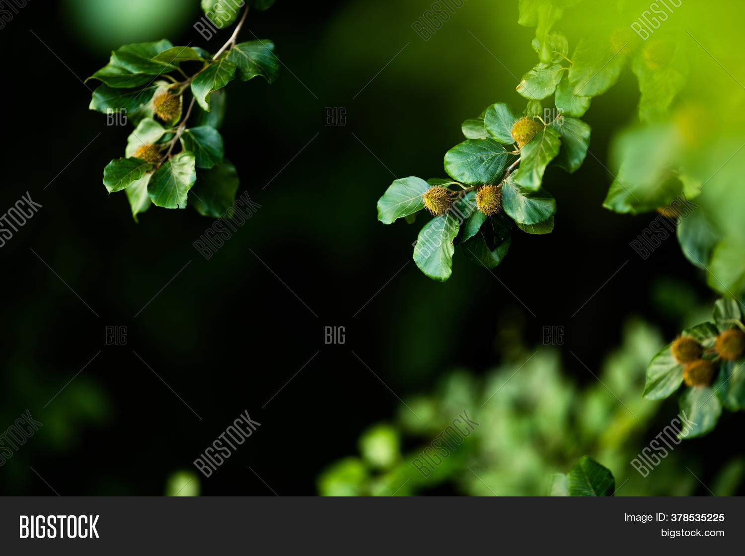 Beech Branches Beech Image & Photo (Free Trial) | Bigstock