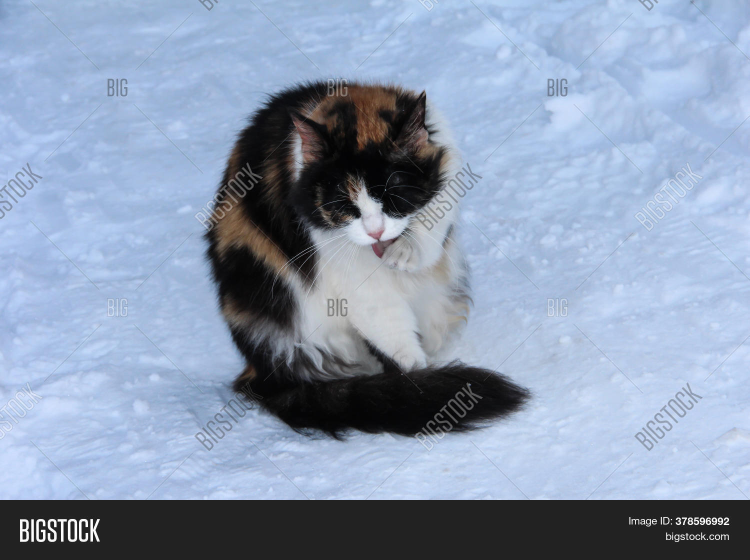 Frozen Sad Cat On Image & Photo (Free Trial) | Bigstock