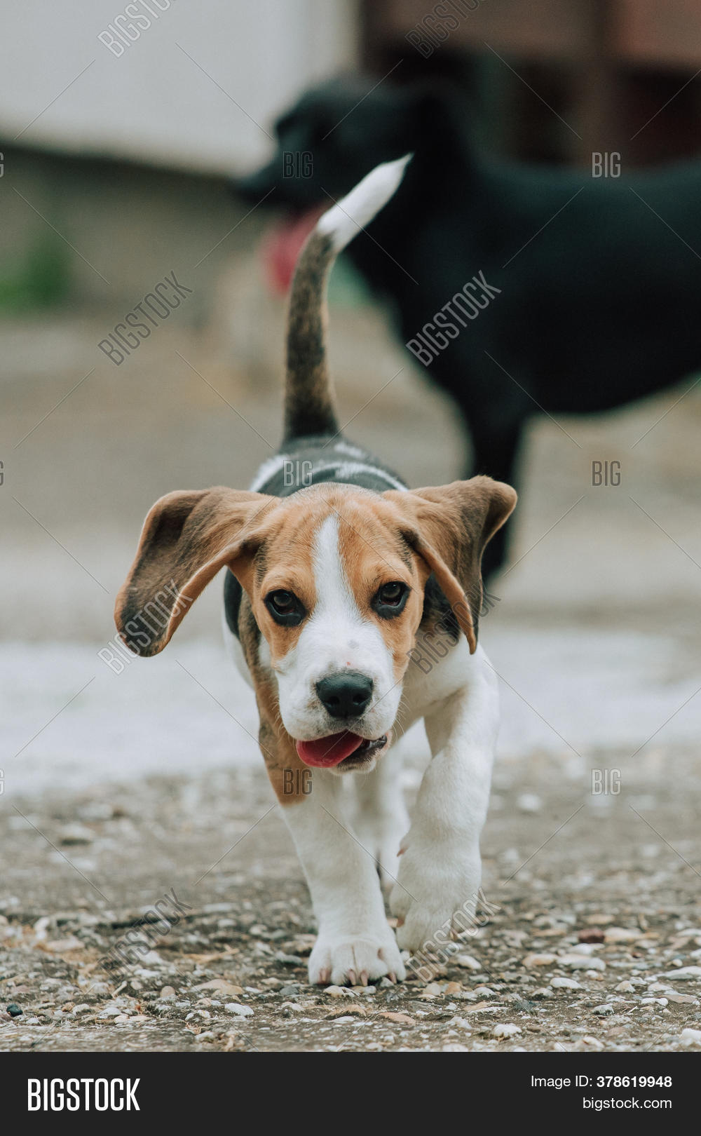 Cute Male Beagle Puppy Image & Photo (Free Trial) | Bigstock