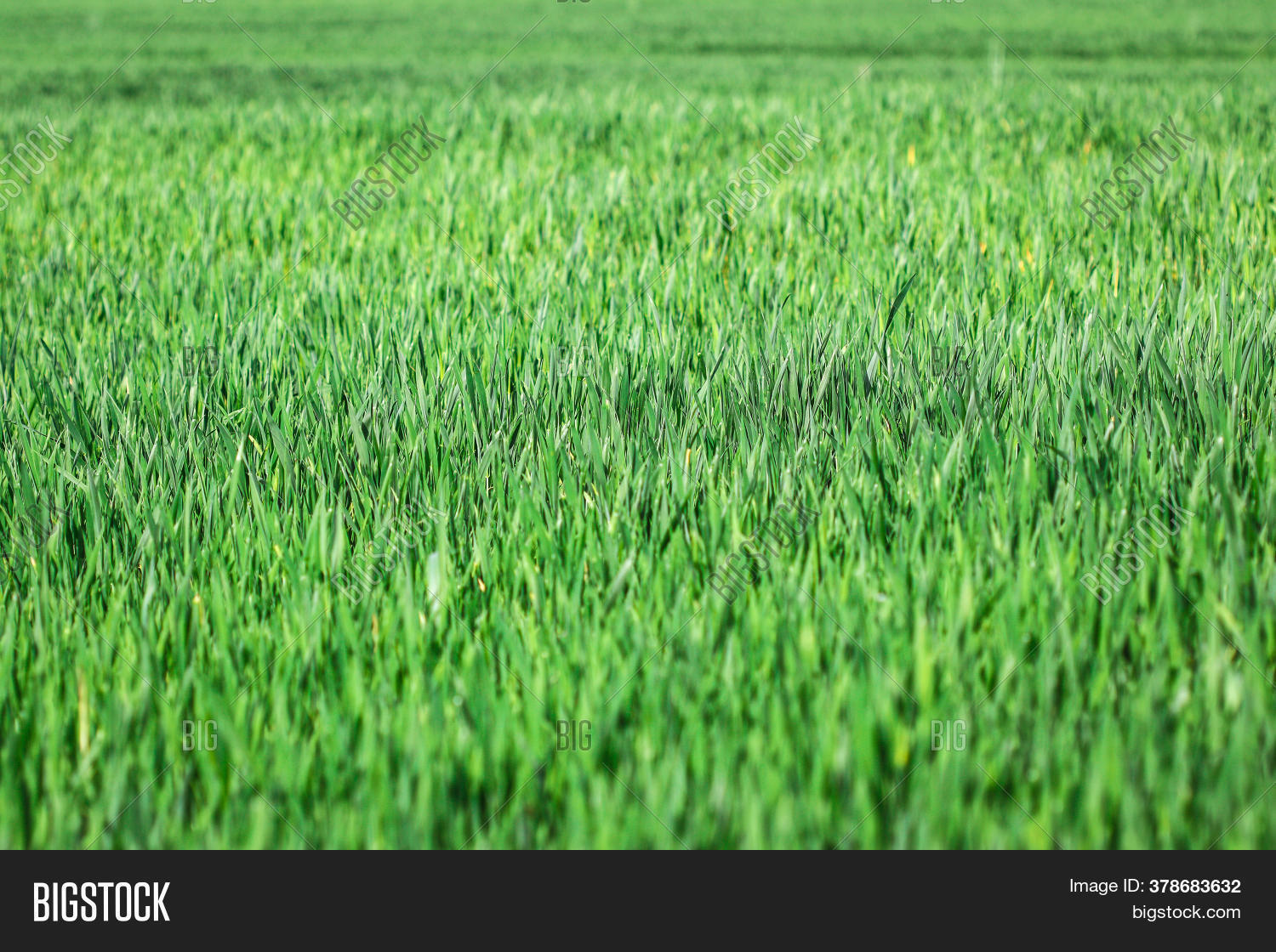 Green Field Young Rye Image & Photo (Free Trial) | Bigstock