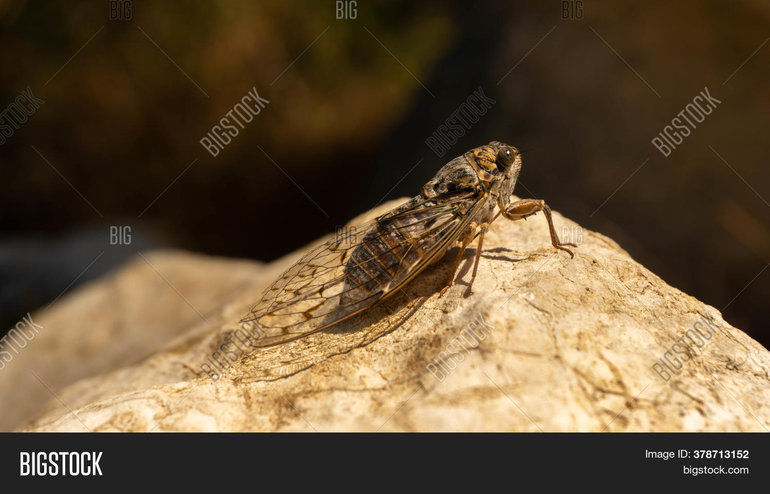 Cicada Sits On Stone Image & Photo (Free Trial) | Bigstock