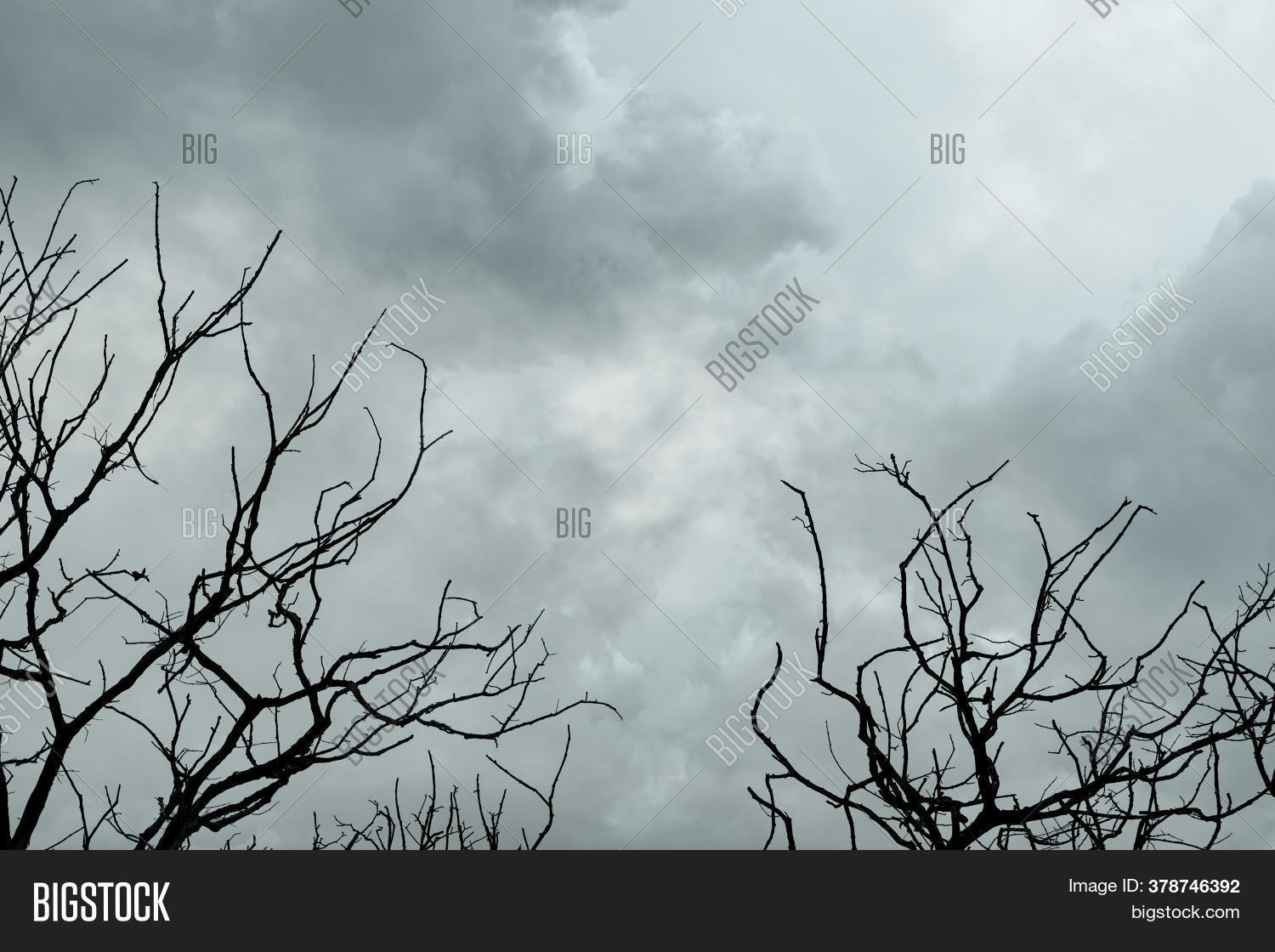 Withered Tree Wallpaper