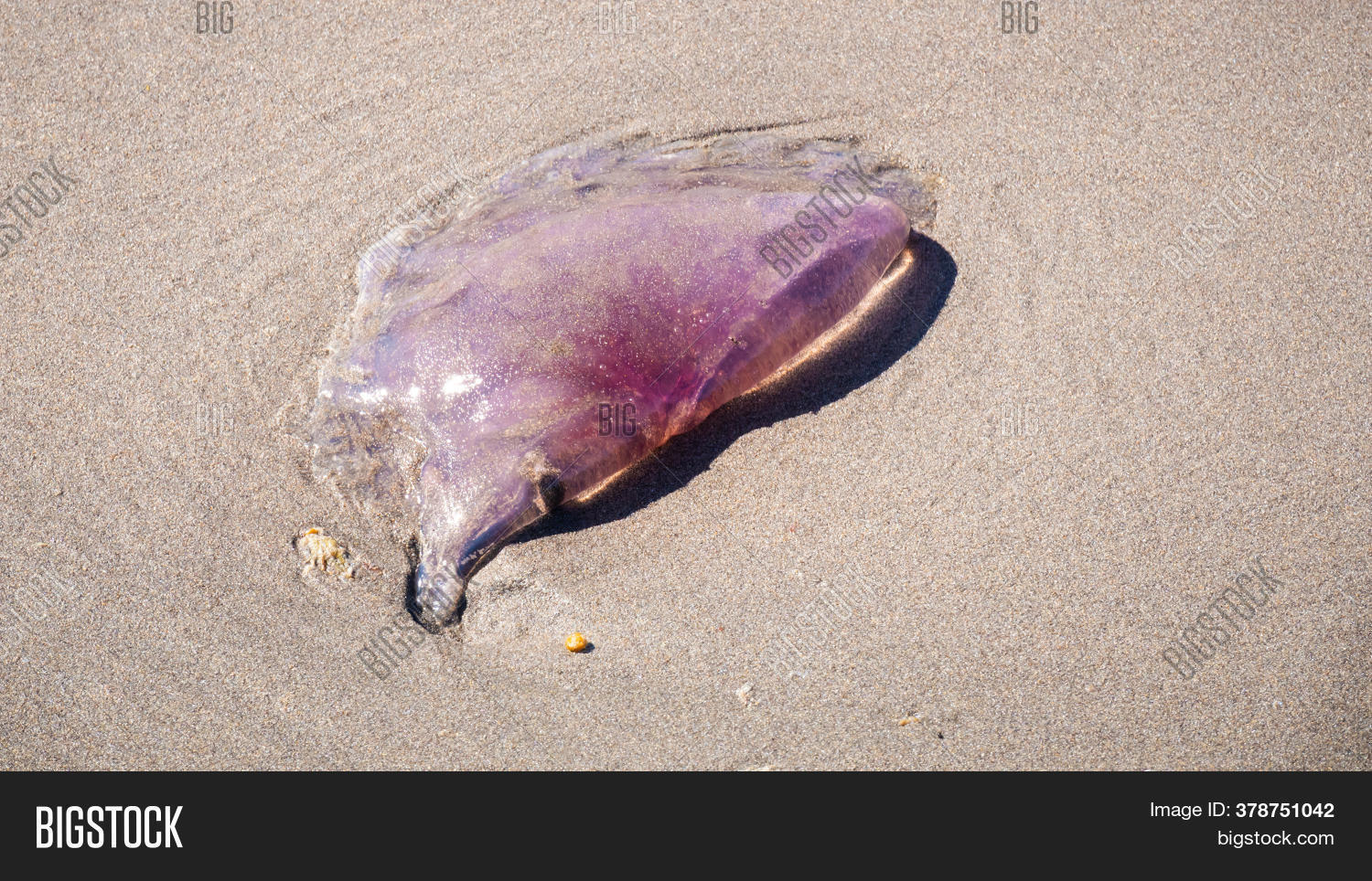Image Jelly Fish Sand Image & Photo (Free Trial) | Bigstock