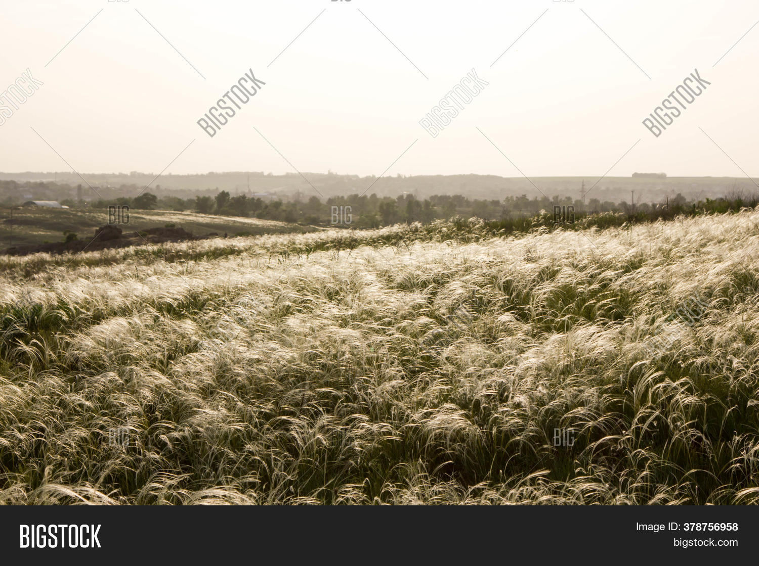 Field Feather Grass On Image & Photo (Free Trial) | Bigstock