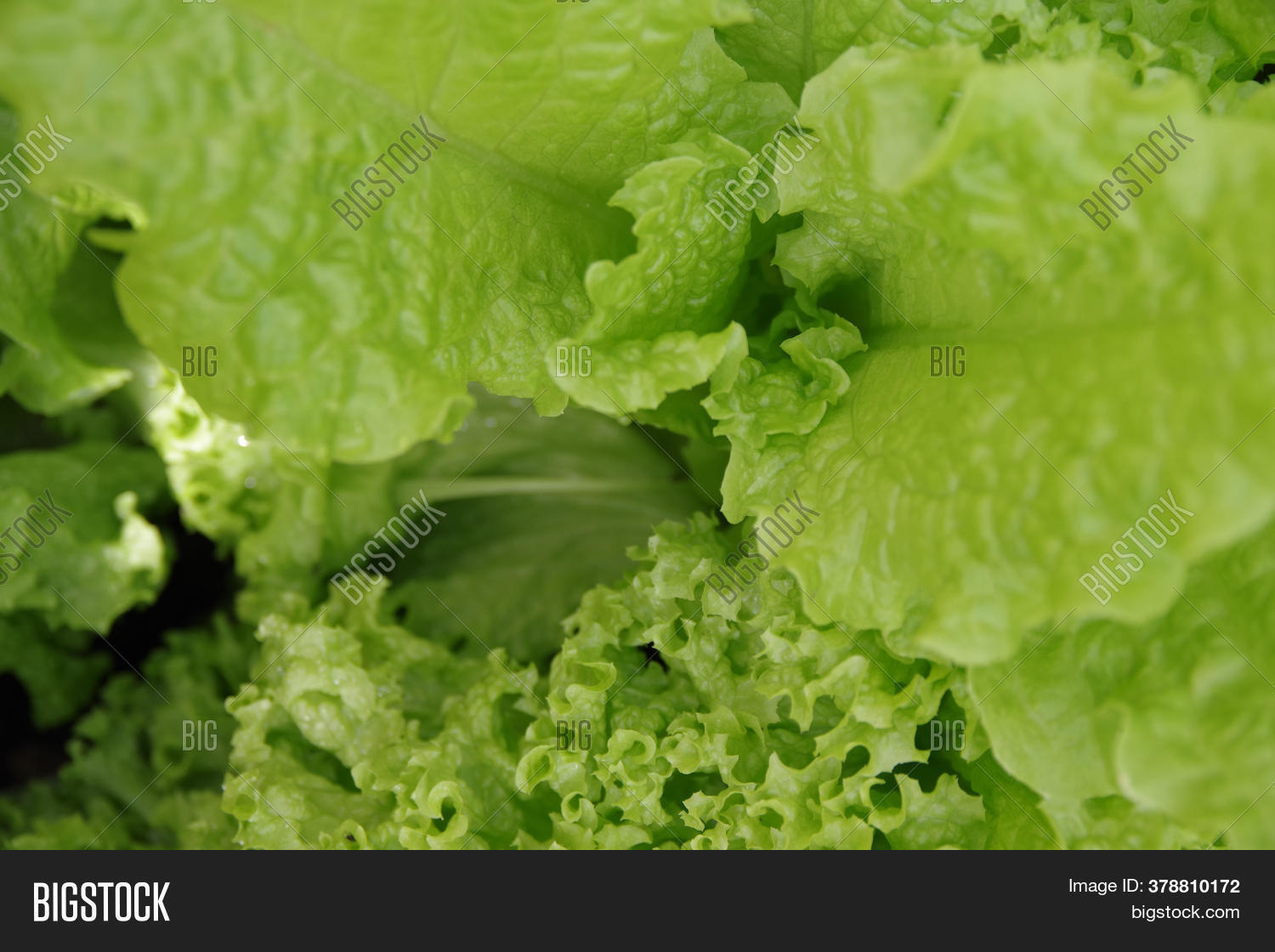 Healthy Lettuce Image & Photo (Free Trial) | Bigstock