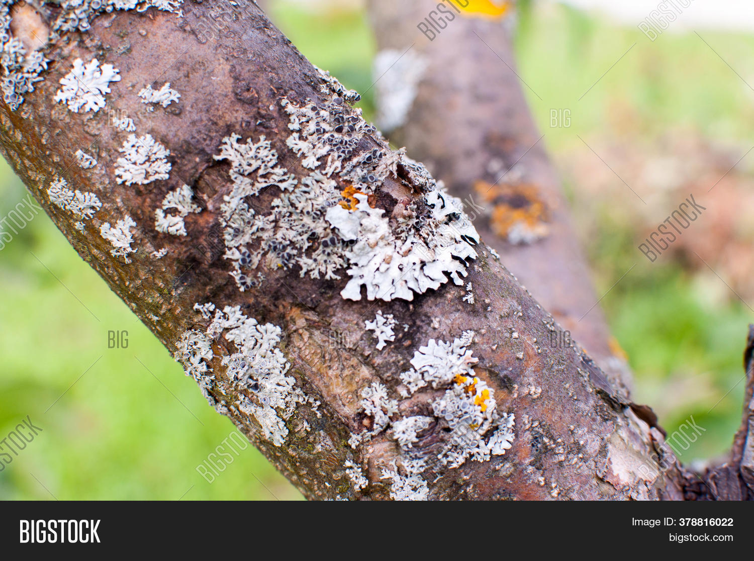 Huge Excrescence On Image & Photo (Free Trial) | Bigstock