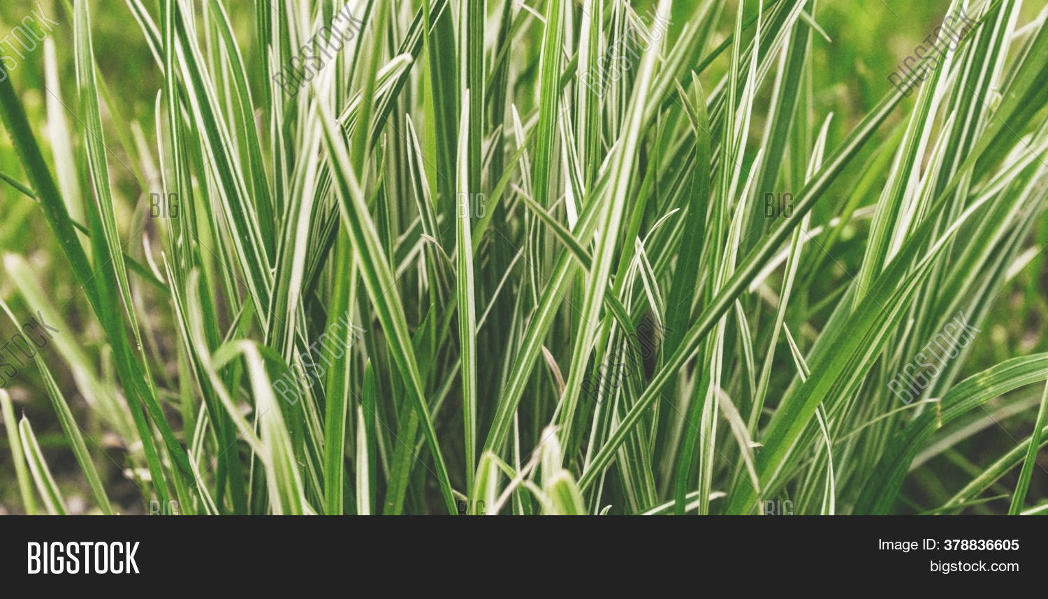 Abstract Green Grass Image & Photo (Free Trial) | Bigstock