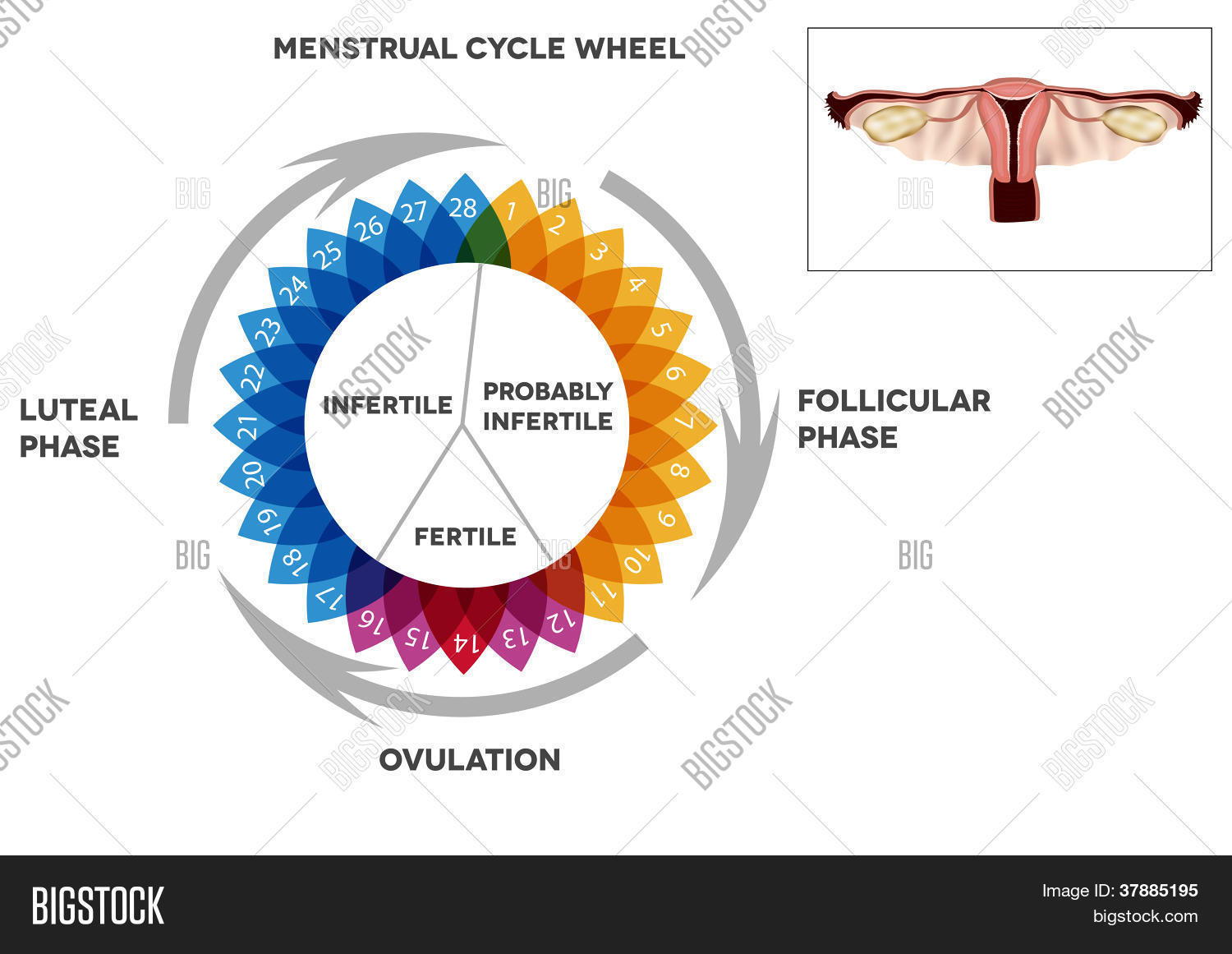 Menstrual Cycle Vector & Photo (Free Trial) | Bigstock