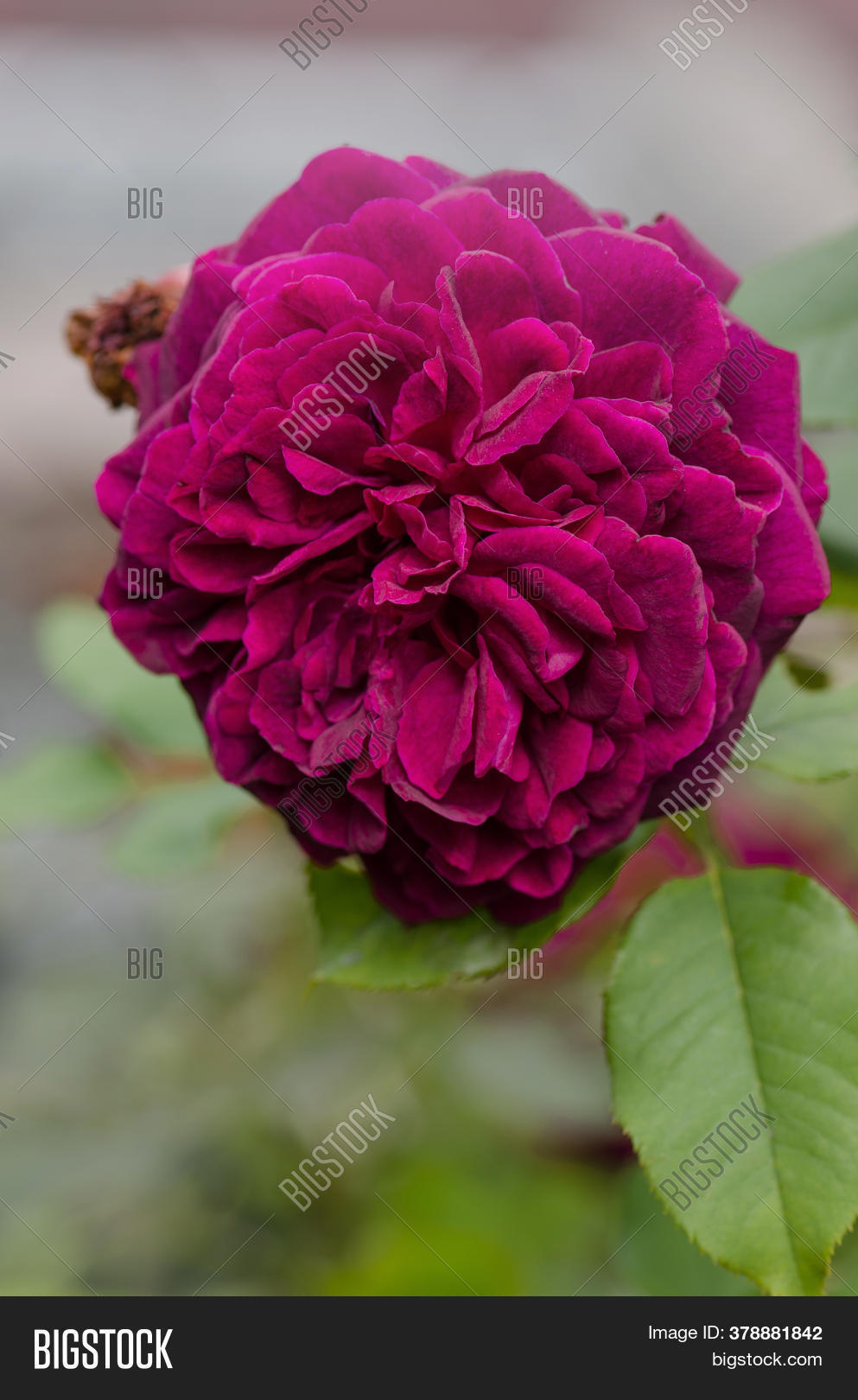 Munstead Wood Roses Image & Photo (Free Trial) | Bigstock