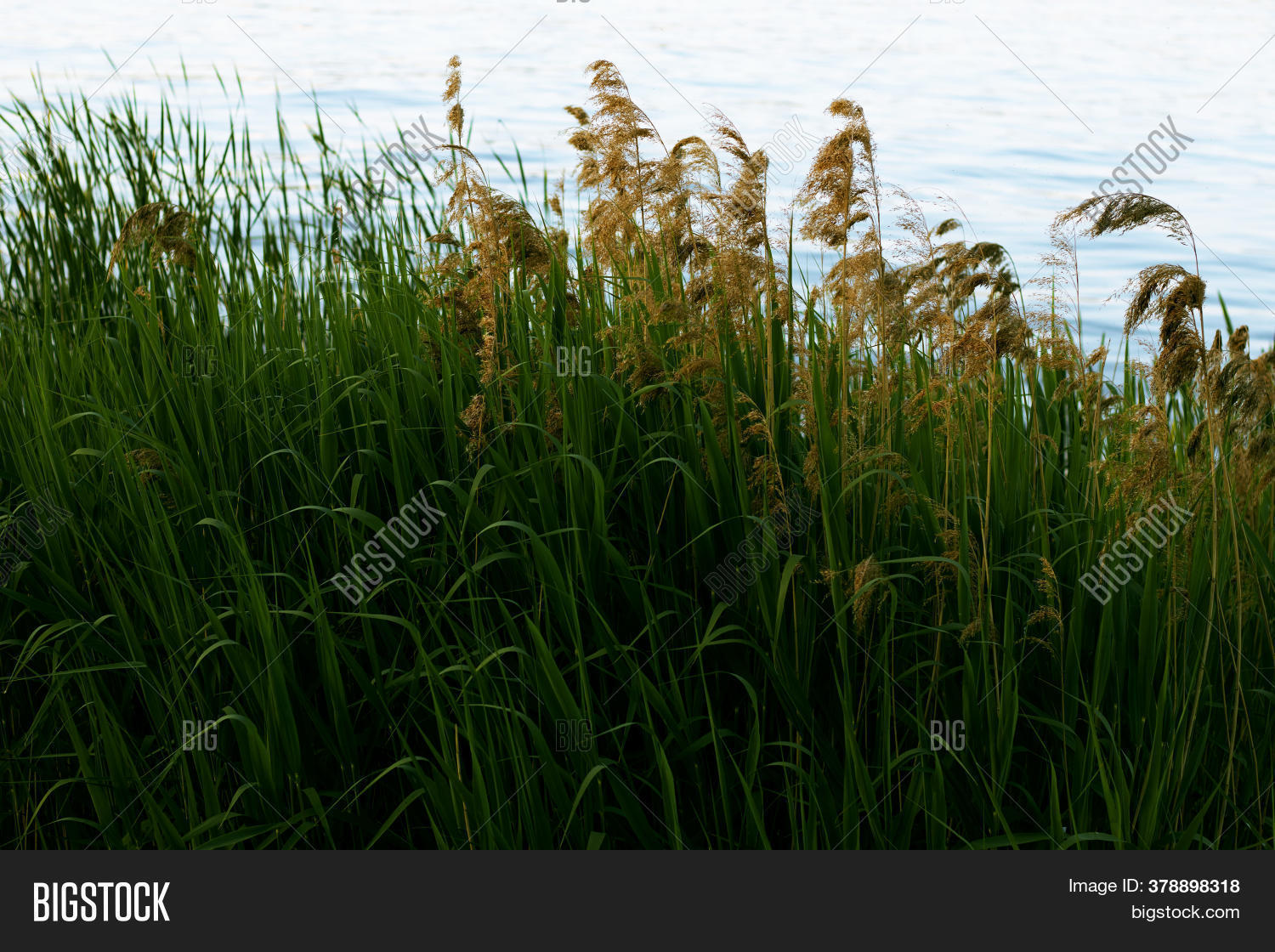 Tall Grass Reeds By Image & Photo (Free Trial) | Bigstock