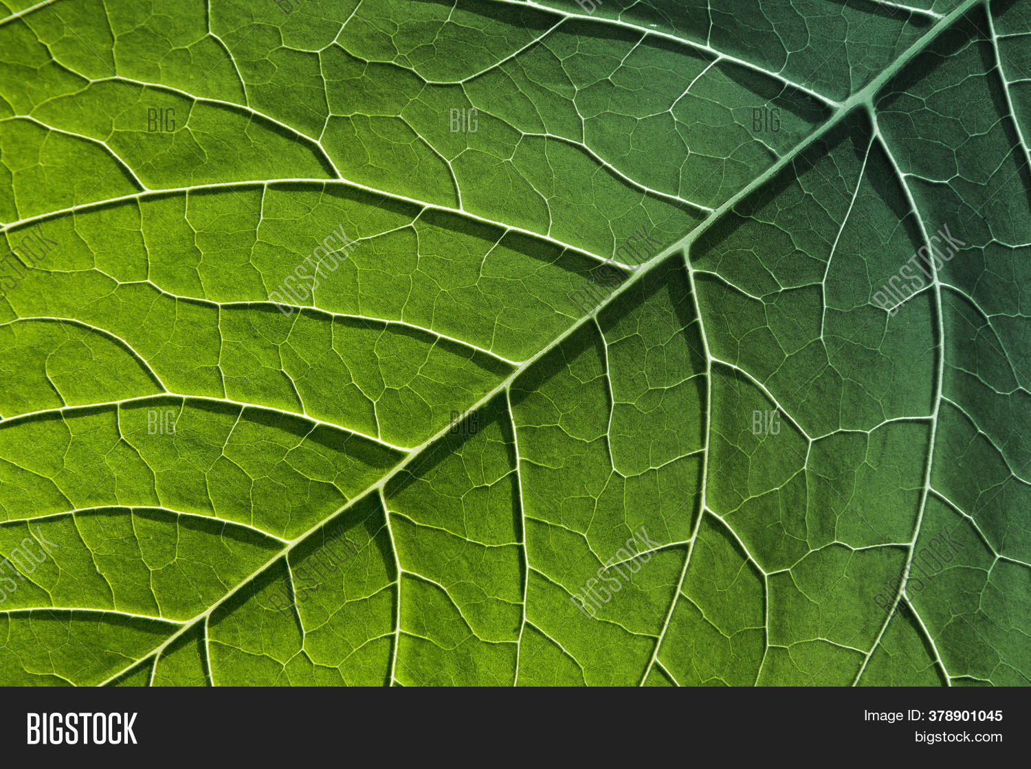 Close- Gradient Green Image & Photo (Free Trial) | Bigstock
