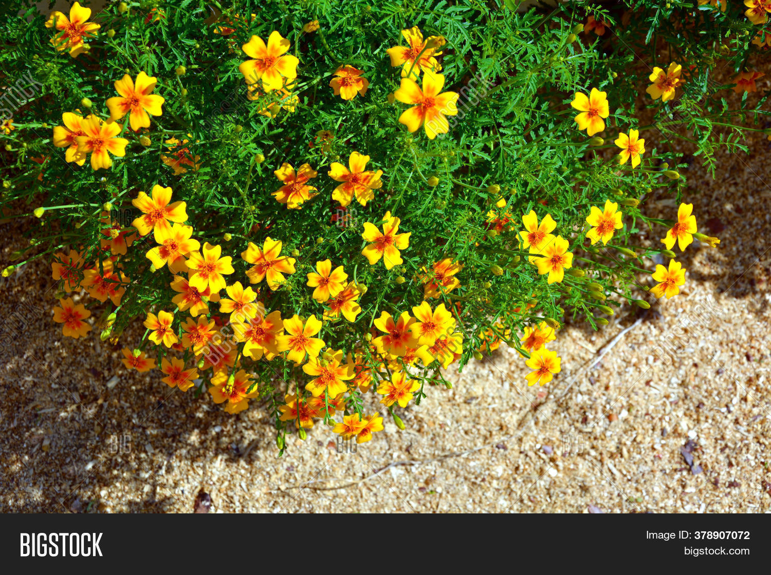 Marigolds Growing Image & Photo (Free Trial) | Bigstock