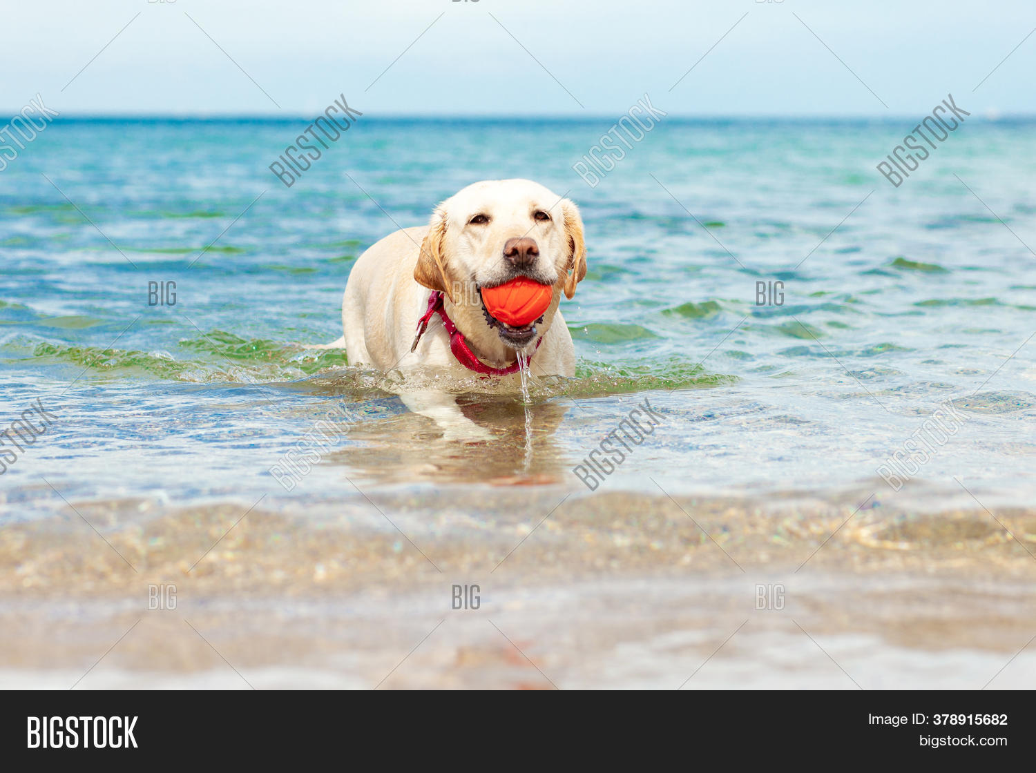 Labrador Swims Sea Image & Photo (Free Trial) | Bigstock