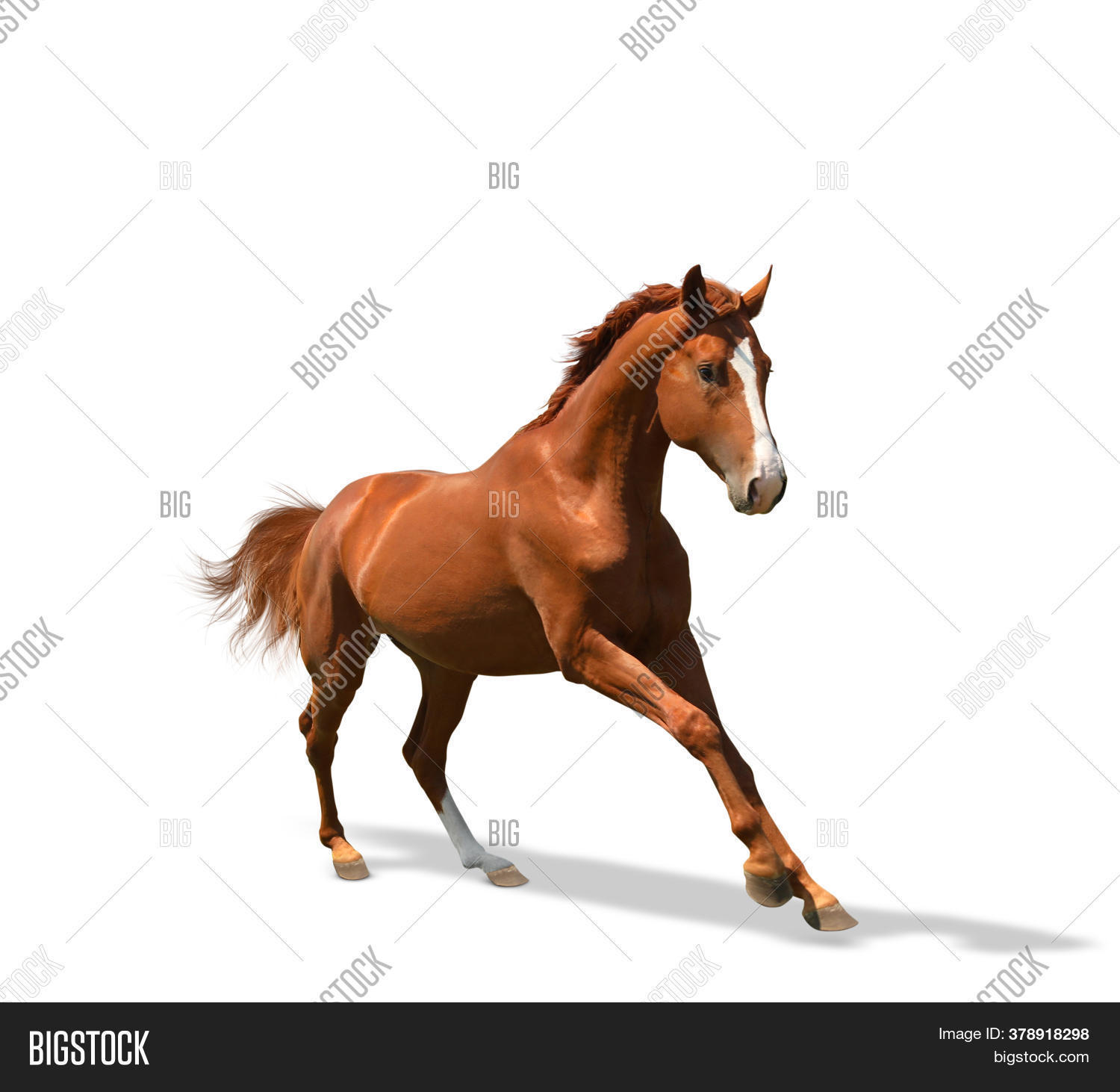 ภาพและภาพถ่าย (ทดลองใช้ฟรี) | Bigstock