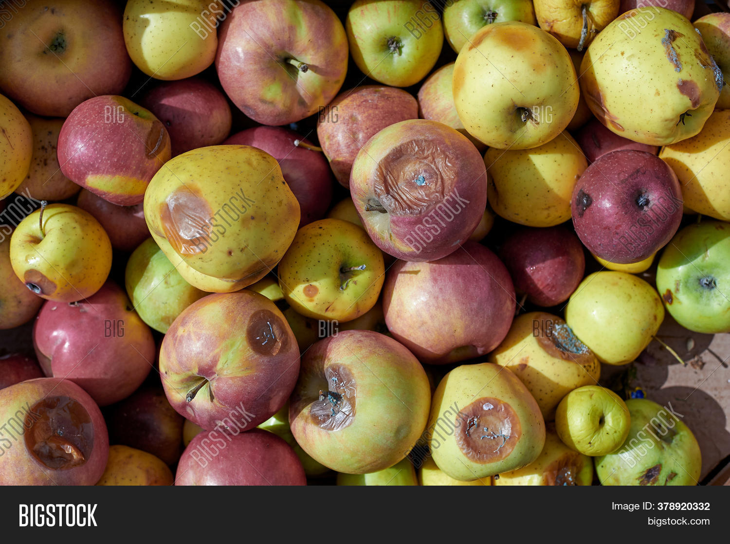 Spoiled Rotten Apples Image & Photo (Free Trial) | Bigstock