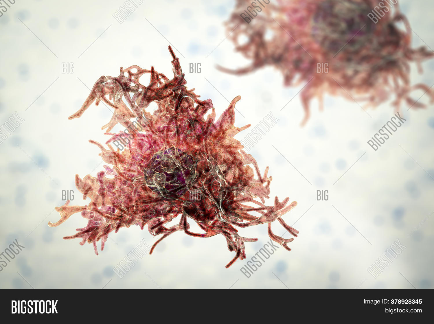 Human Parasitic Amoeba Image & Photo (Free Trial) | Bigstock
