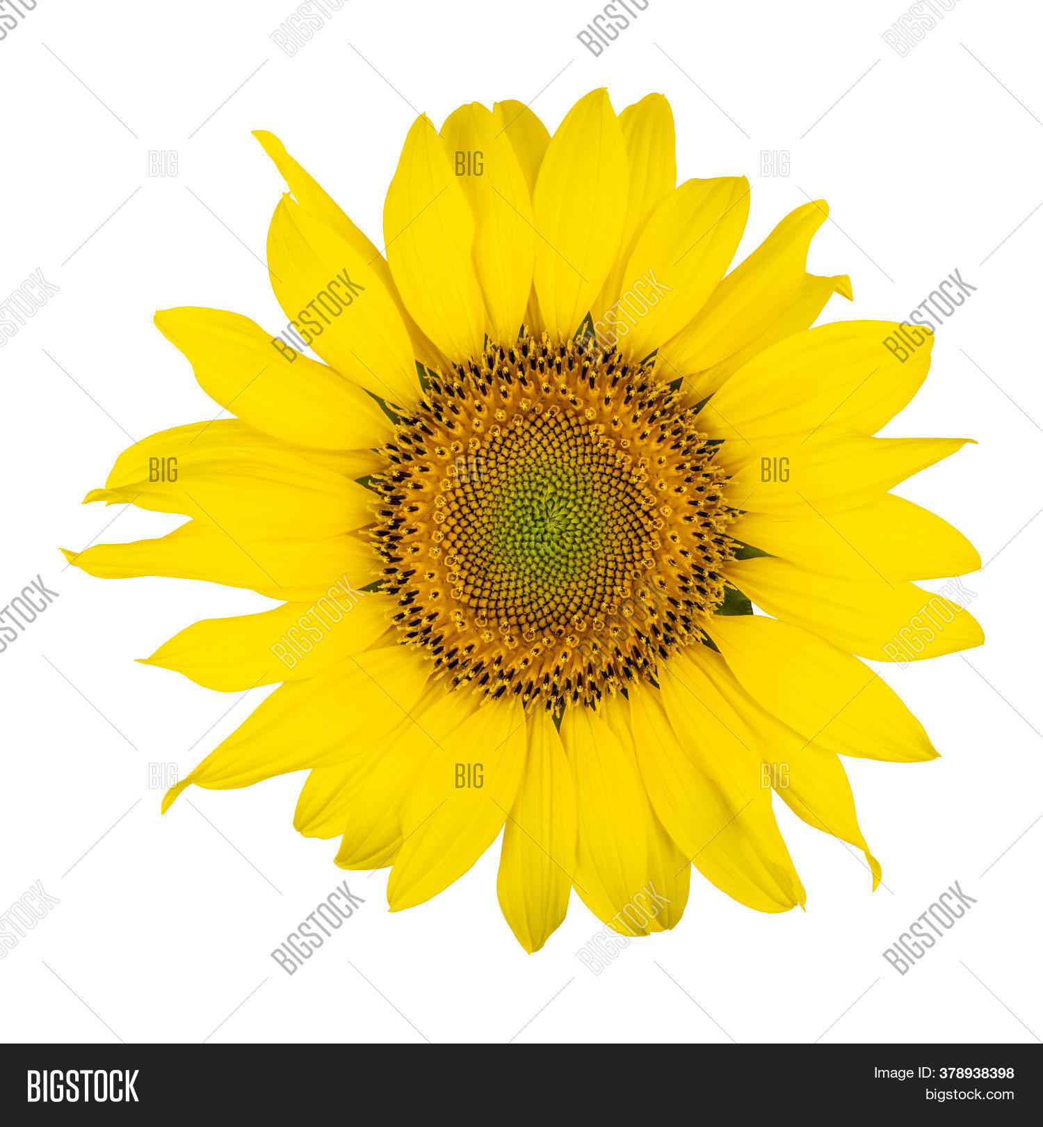 Sunflower Head High Image & Photo (Free Trial) | Bigstock