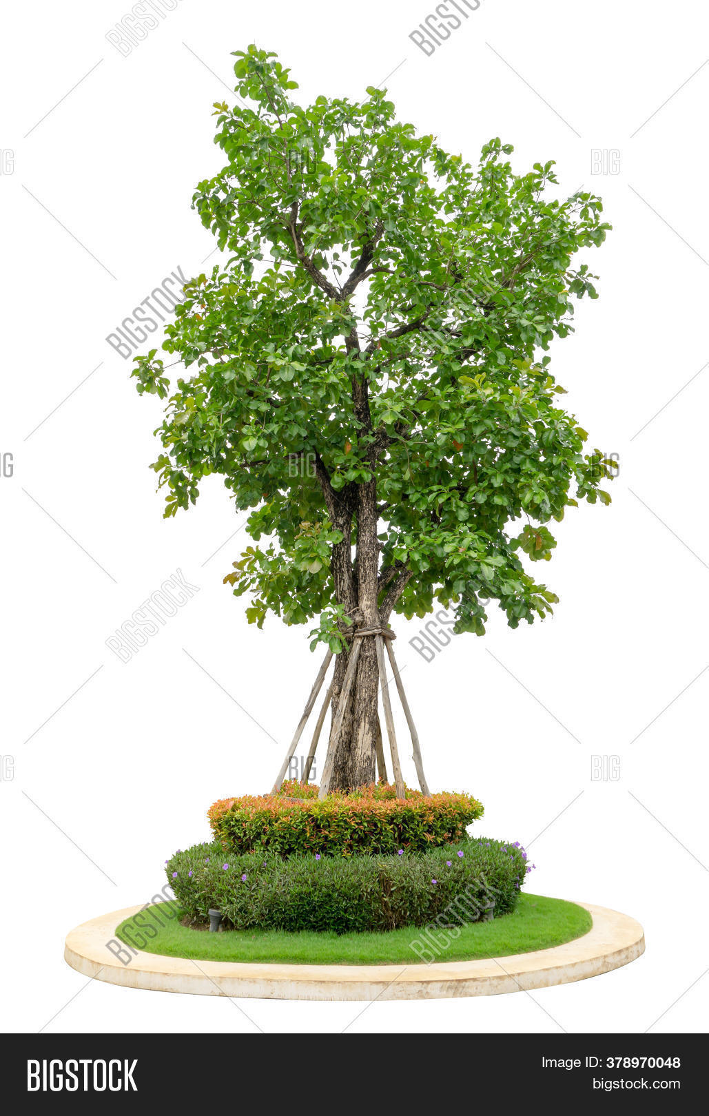 Single Green Tree Image & Photo (Free Trial) | Bigstock