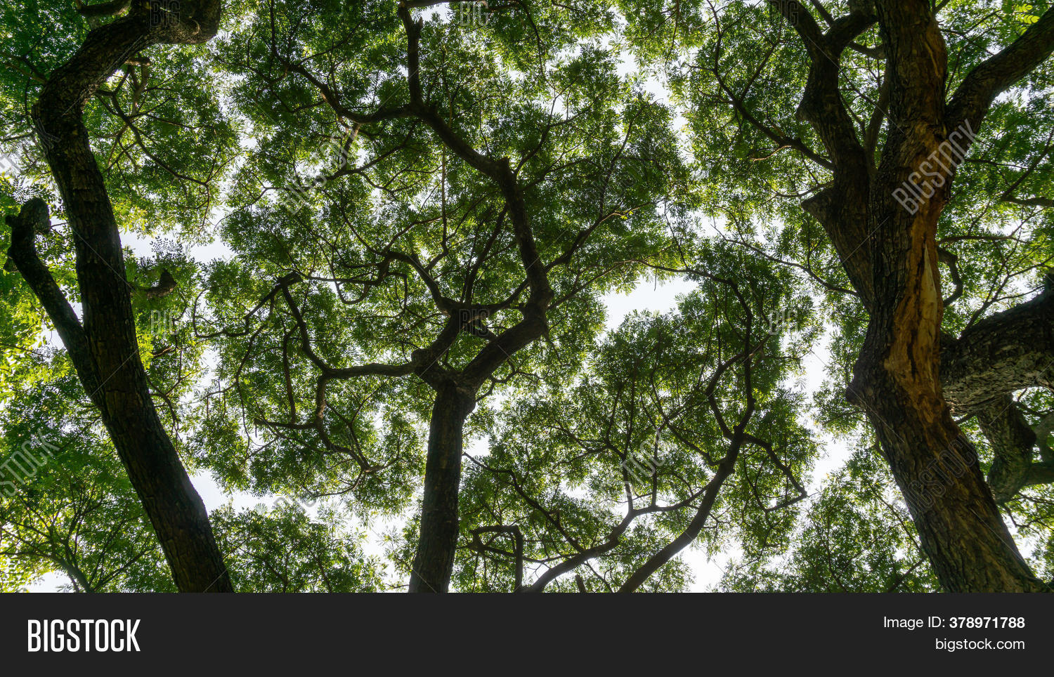 Upward View Image Image & Photo (Free Trial) | Bigstock