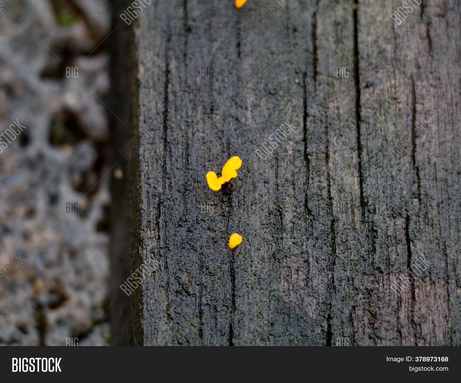 Tiny Yellow Color Image & Photo (Free Trial) | Bigstock