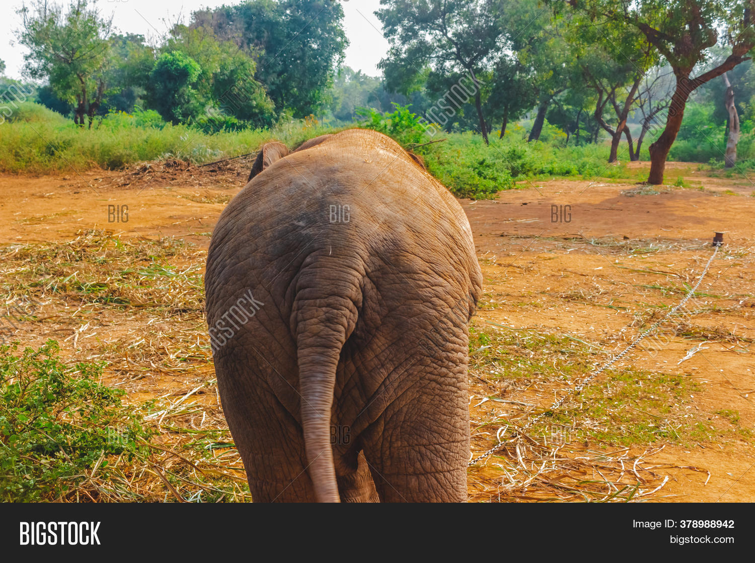 Baby Elephant Back Image & Photo (Free Trial) | Bigstock