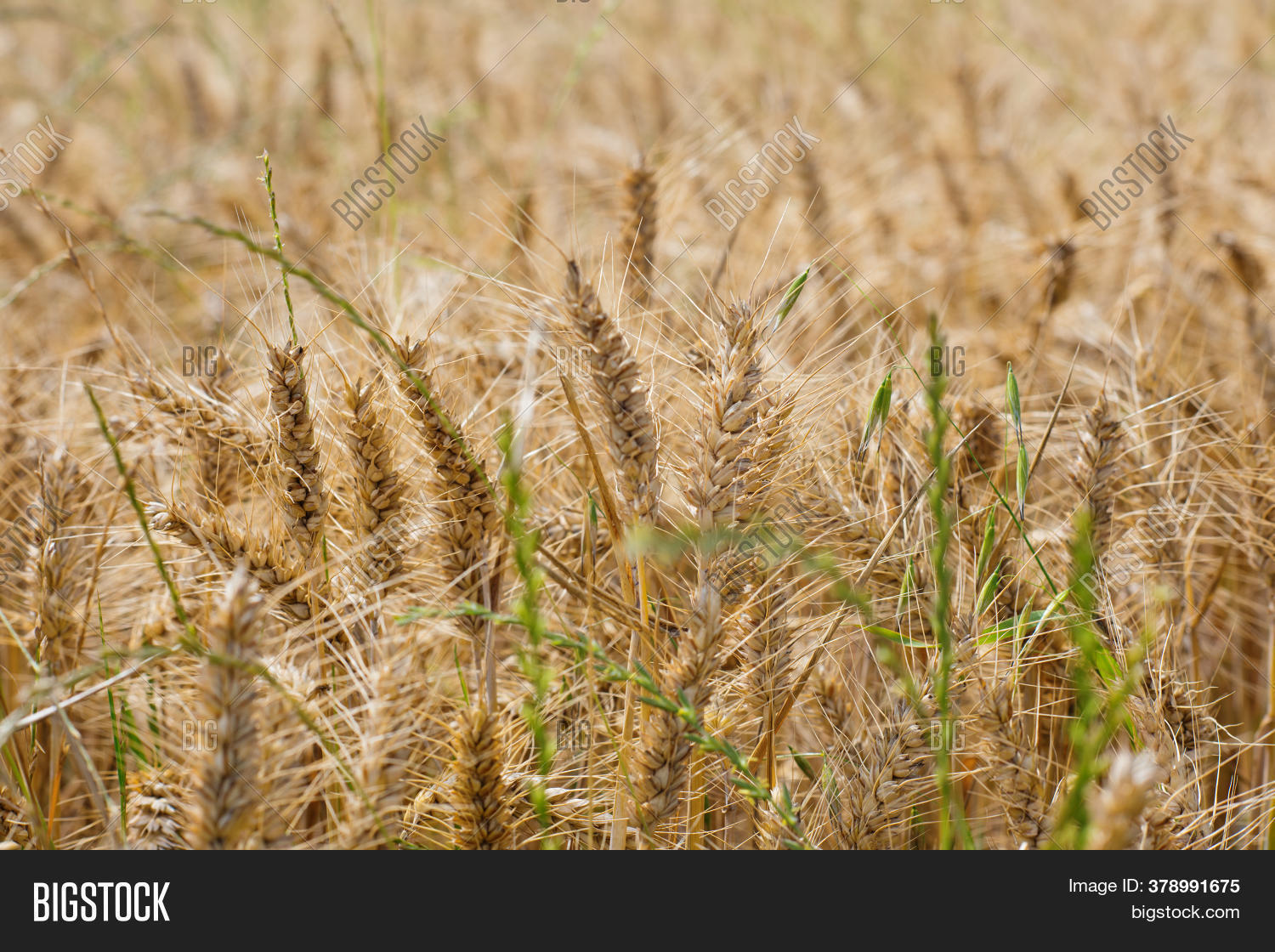 Closeup Golden Wheat Image & Photo (Free Trial) | Bigstock