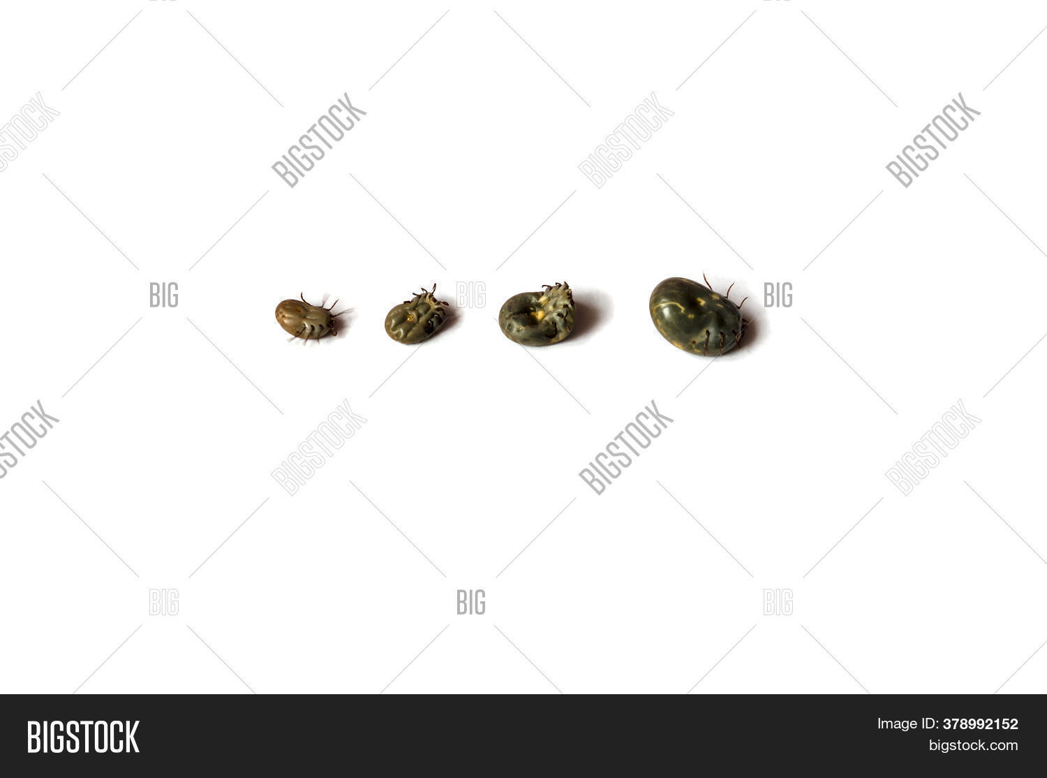 Four Ixodidae Image & Photo (Free Trial) | Bigstock
