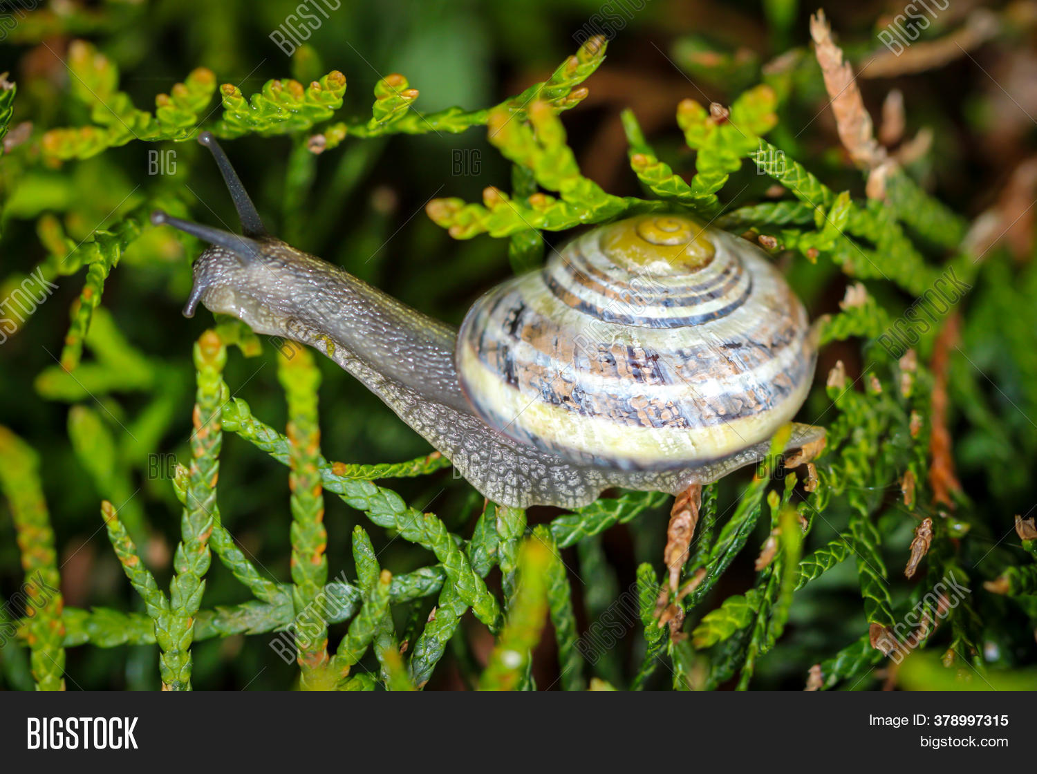 Close- Ribbon Snail. Image & Photo (Free Trial) | Bigstock