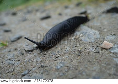 Black Slug On Road, Image & Photo (Free Trial) | Bigstock