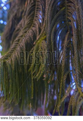 Needleleaf Tree, Image & Photo (Free Trial) | Bigstock