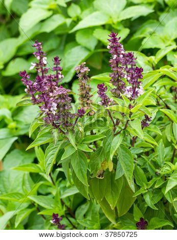 Basil Flowers Garden Image & Photo (Free Trial) | Bigstock