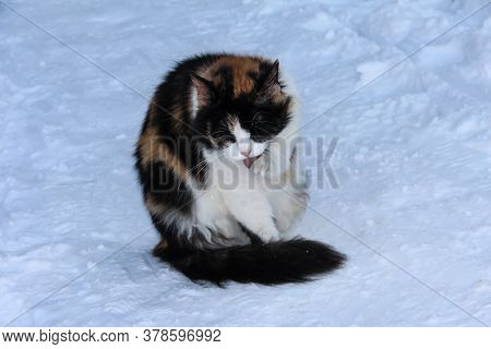 Frozen Sad Cat On Image & Photo (Free Trial) | Bigstock