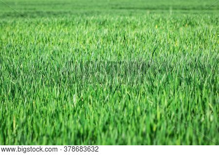 Green Field Young Rye Image & Photo (Free Trial) | Bigstock