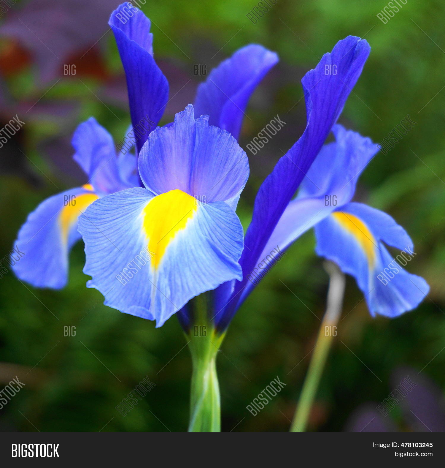 Dutch Iris Blue Image & Photo (Free Trial) | Bigstock