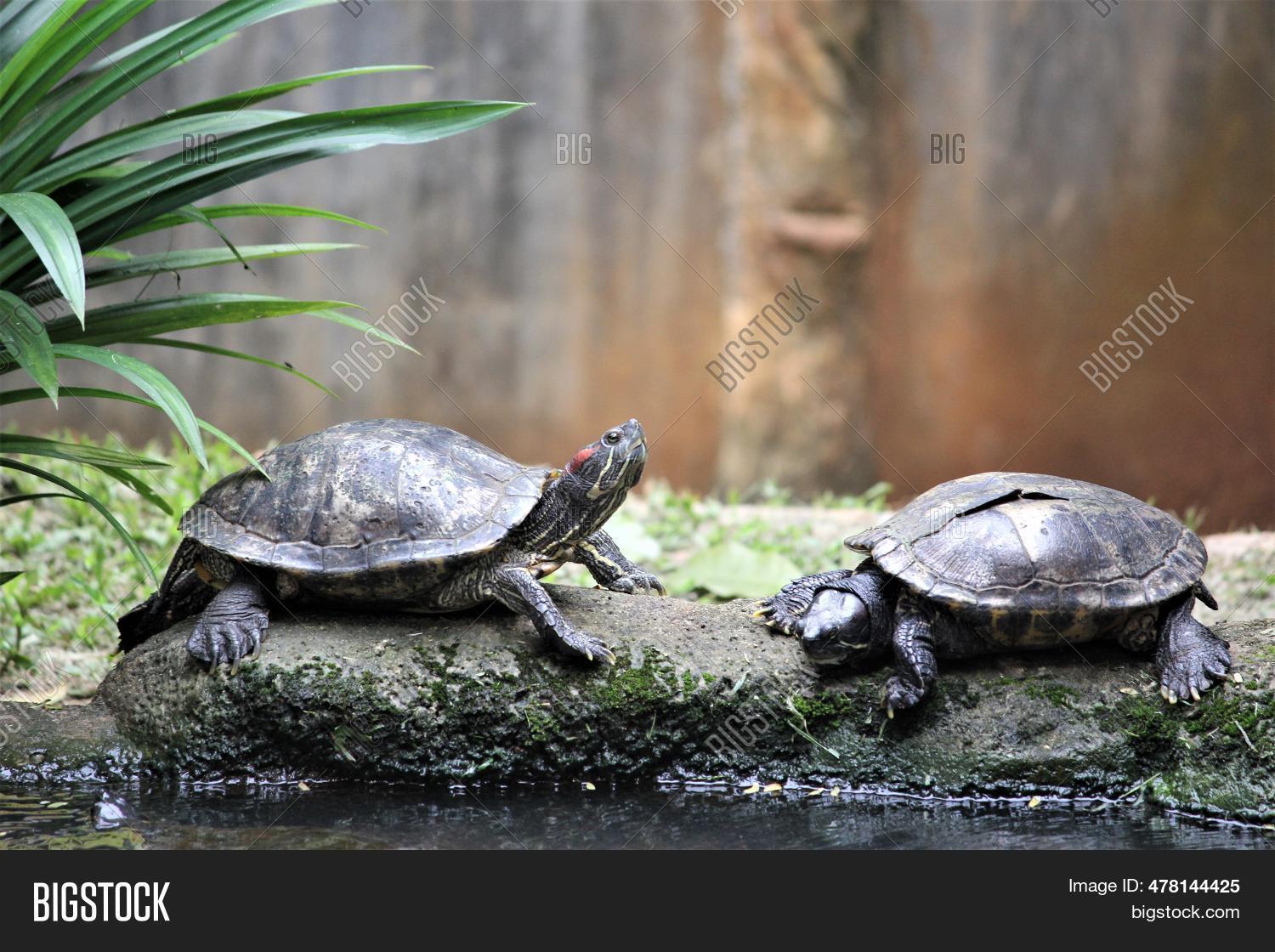 Turtles Zoo Animal Image & Photo (Free Trial) | Bigstock