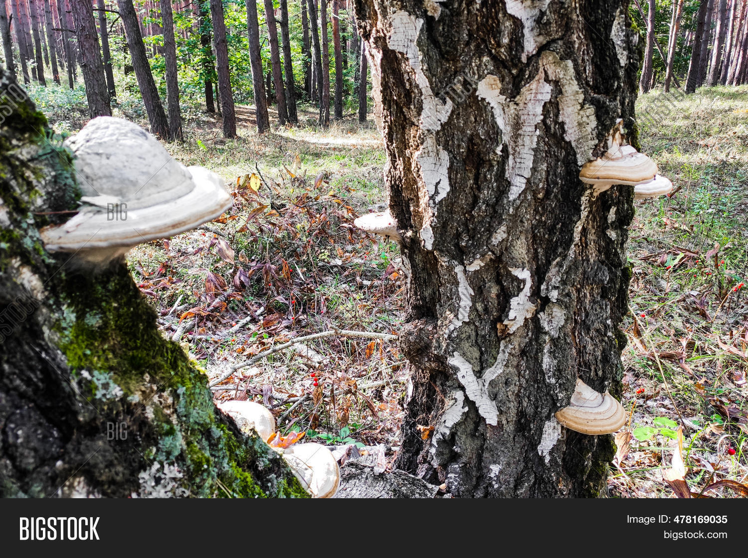Fungus Fomes Image & Photo (Free Trial) | Bigstock
