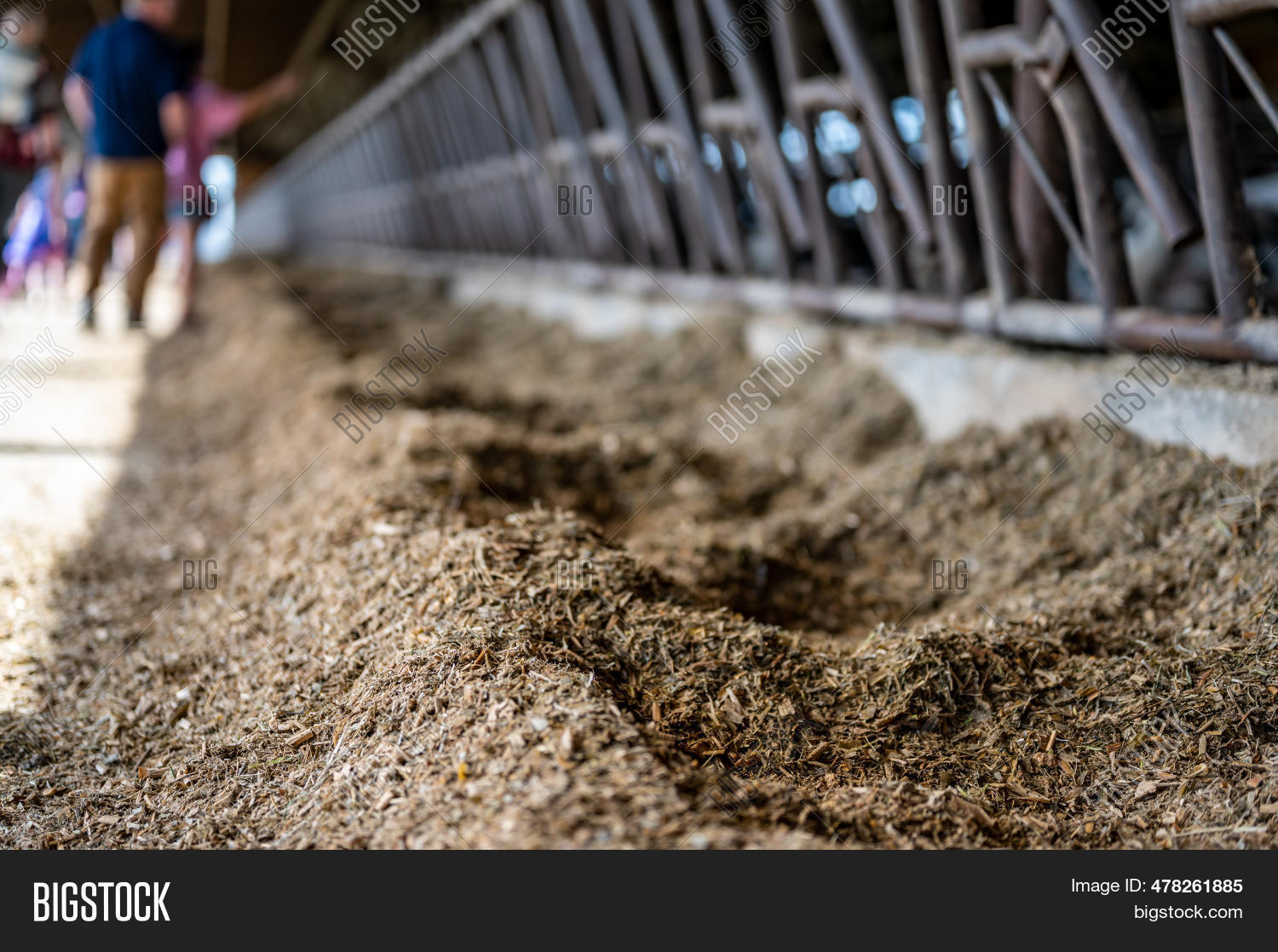 Row Silage Dairy Barn Image & Photo (Free Trial) | Bigstock