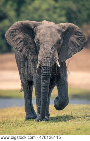 African Elephant Walks Image & Photo (Free Trial) | Bigstock