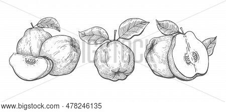 Quince Sketch Vector & Photo (Free Trial) | Bigstock