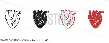 Human Heart, Cardiac Vector & Photo (Free Trial) | Bigstock