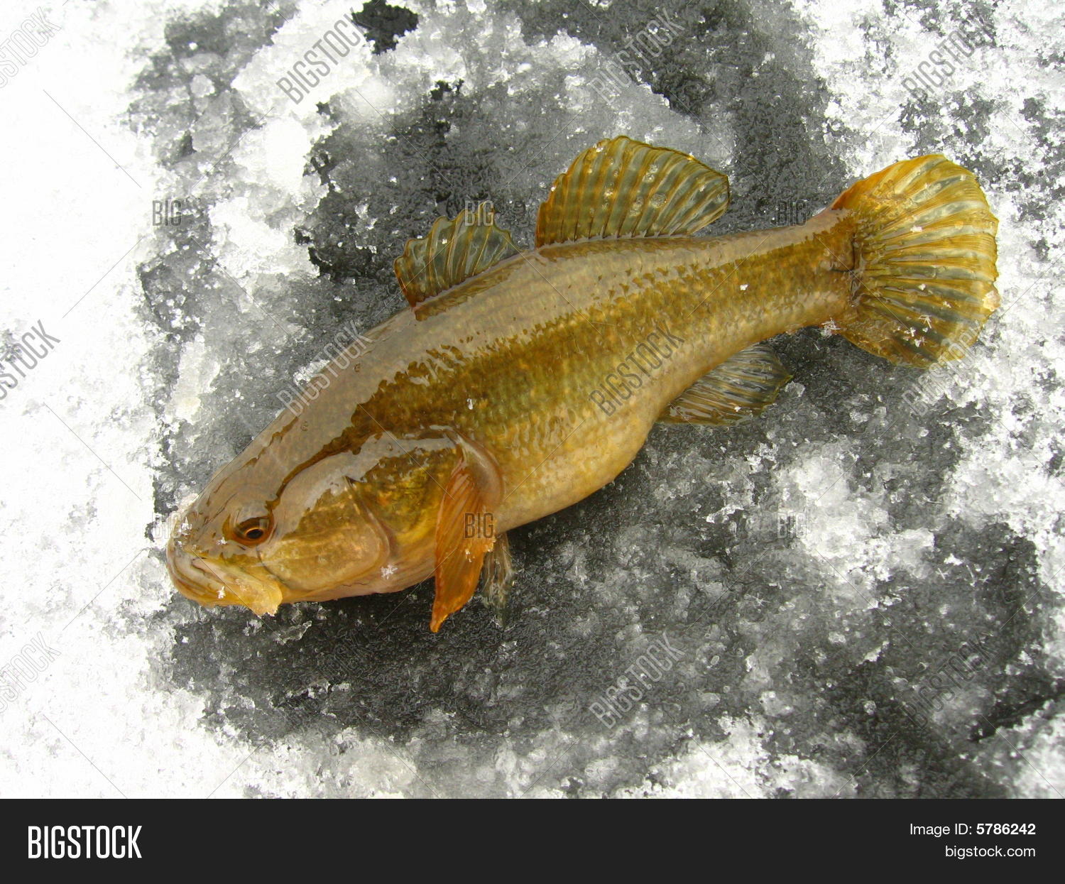 Rotan-fish Image & Photo (Free Trial) | Bigstock