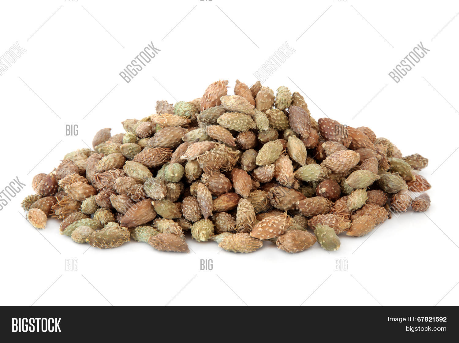 Xanthium Fruit Used Image & Photo (Free Trial) | Bigstock