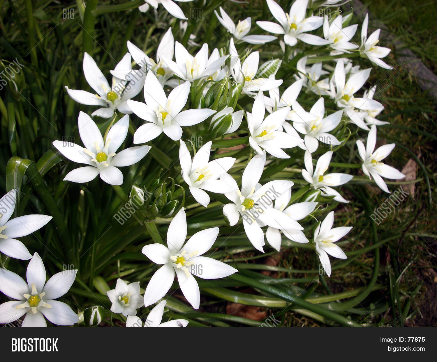 Graveyard Flowers Image & Photo (Free Trial) | Bigstock