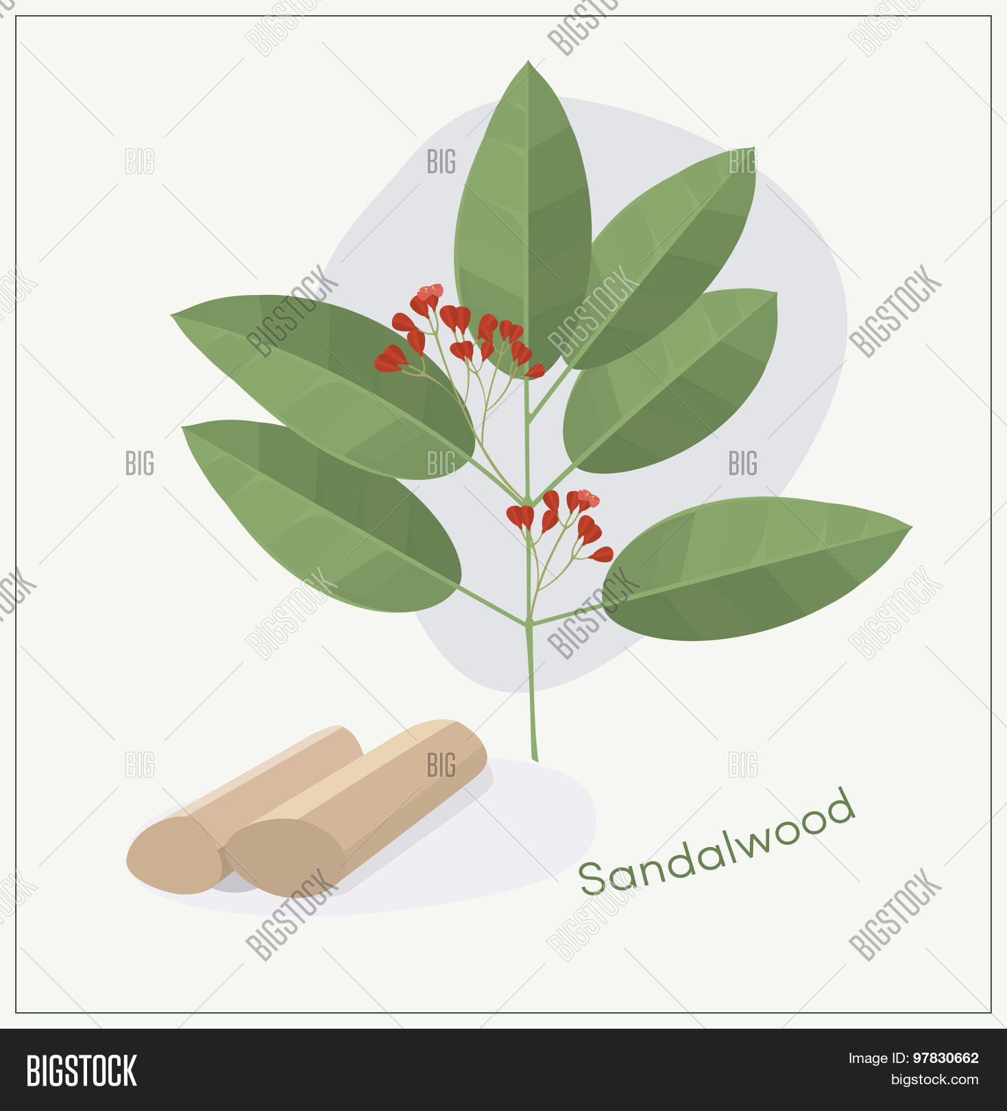 Sandalwood Tree Vector & Photo (Free Trial) | Bigstock