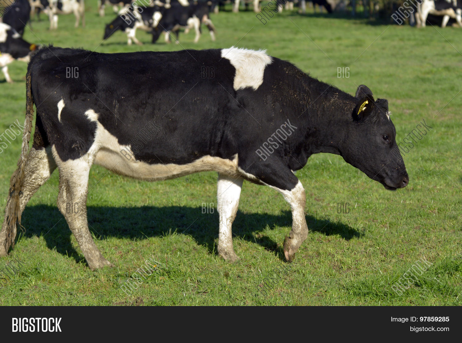 Holstein Cow Dairy Image & Photo (Free Trial) | Bigstock